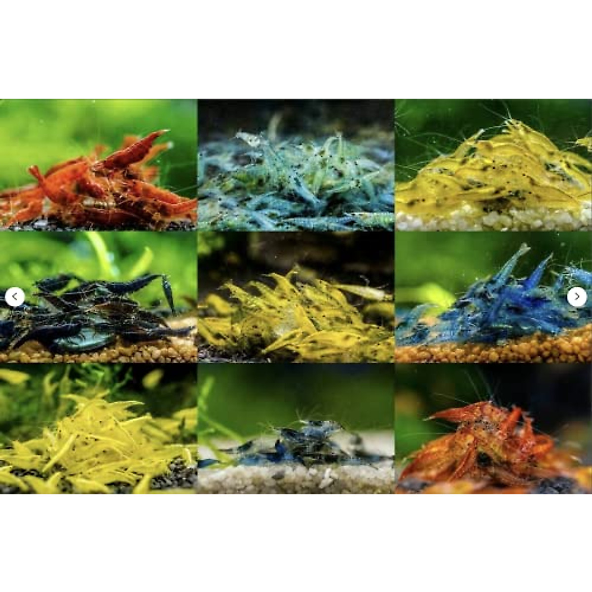 Tropical Fish And Feed 10 Mixed neocaridina Shrimp Skittles Live Freshwater Aquarium Shrimp breeding Age Young Adults 1/2 -1 inch Long Live Arrival Guarantee