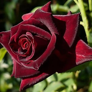 20 True Rose Bush Seeds for Planting, Rare Rose Bush Seeds Flowers to Grow