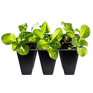 Gardzen 30 Pack Seed Starter Trays, Seedling Starter Trays, 180 Cells, 6-Cell Per Tray, Black