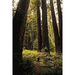 50 Giant Sequoia Seeds, Giant Redwood, Wellingtonia Seeds - 50 Seeds (Sequoiadendron giganteum) - Pack of 50 Rare and Viable Seeds - QO Seeds