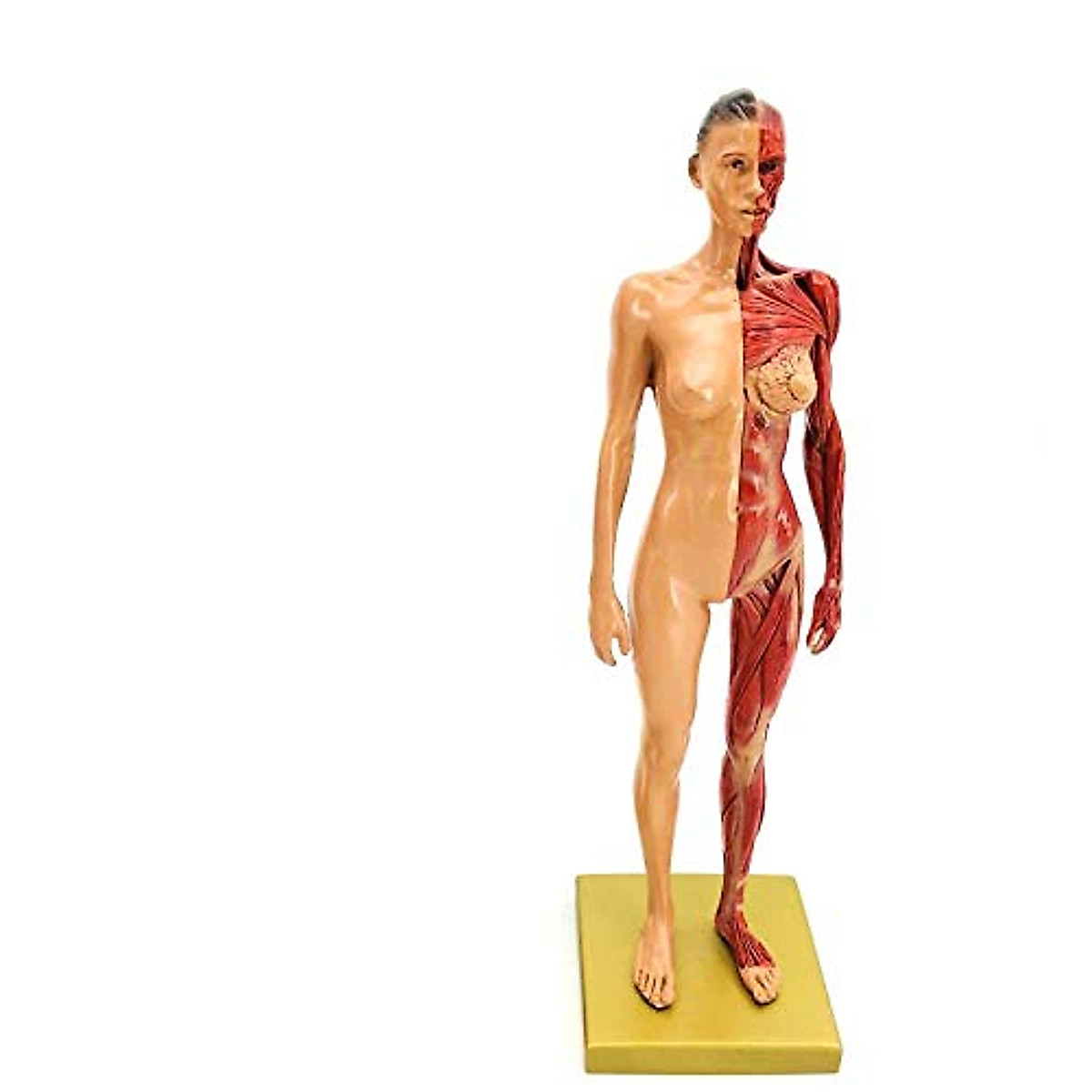 Human Body Musculoskeletal Anatomical Model for Study and Teaching (30CM1)