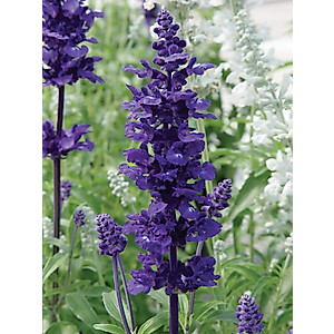 Burpee Victoria Salvia Seeds 125 seeds