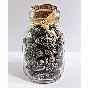 Greenbrier Decorative Seashell Jars Set of 3-3"x 2"