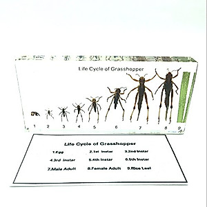 Lifecycle of a Locust（Grasshoppeer） Paperweights Specimen for Science Education Paperweight for Book for Office for Desk