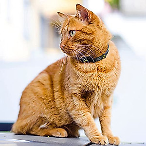 JATEBI 2 Pack Personalized Dog Tag, Slide-On Pet ID Tags,Stainless Steel Dog Tags, No Jingle Slide on Cat ID Tag, Custom Engraved No Noise Animal Identification Tag(L Black)…