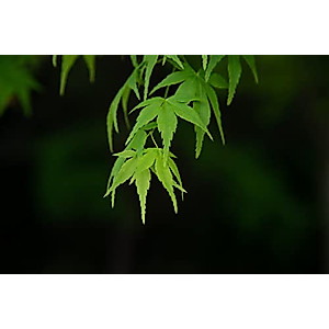 Japanese Maple | Medium Tree Seedling | The Jonsteen Company
