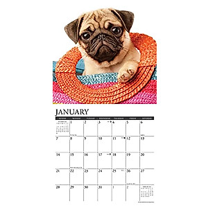 Willow Creek Press Pug Puppies Monthly 2024 Wall Calendar (12" x 12")