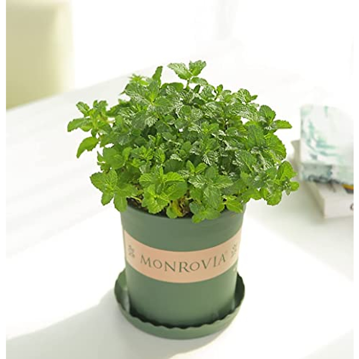 300+ Mint Seeds for Planting Heirloom Non-GMO Herb Variety for Culinary and Tea Drink