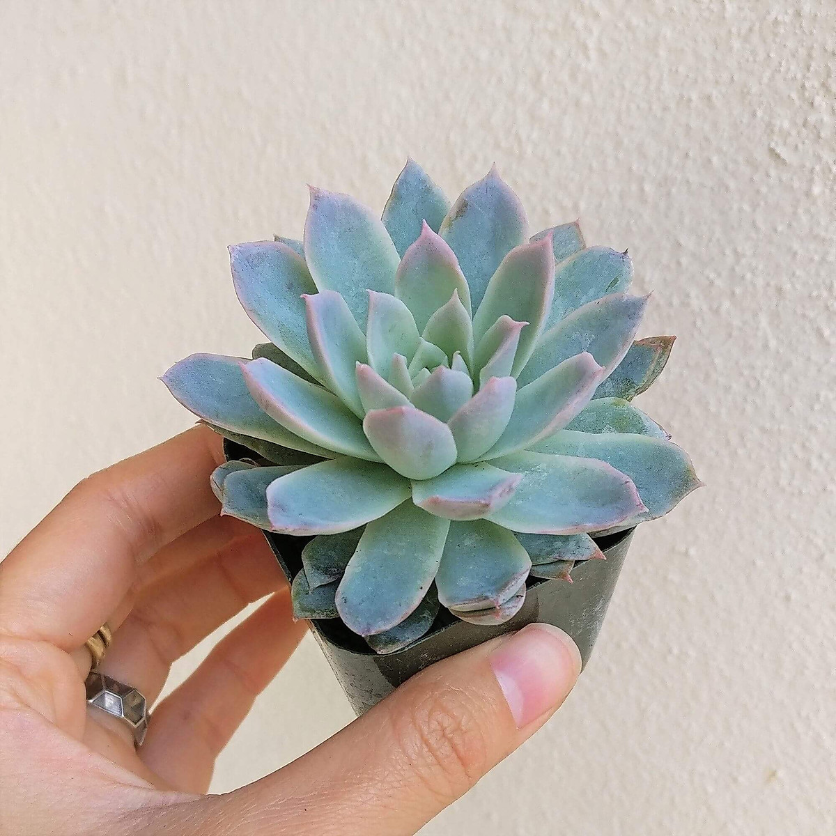 Echeveria Violet Queen 2" | Healthy Succulent Echeveria Live Easy Care Indoor House Plant, Fully Rooted in 2/4/6 inch Sizes