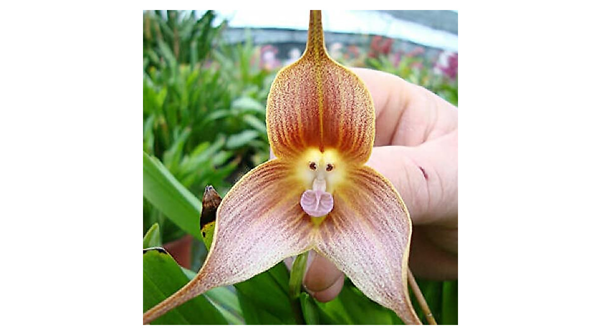 QAUZUY GARDEN Rare Monkey Face Orchid Seeds - Dracula Simia