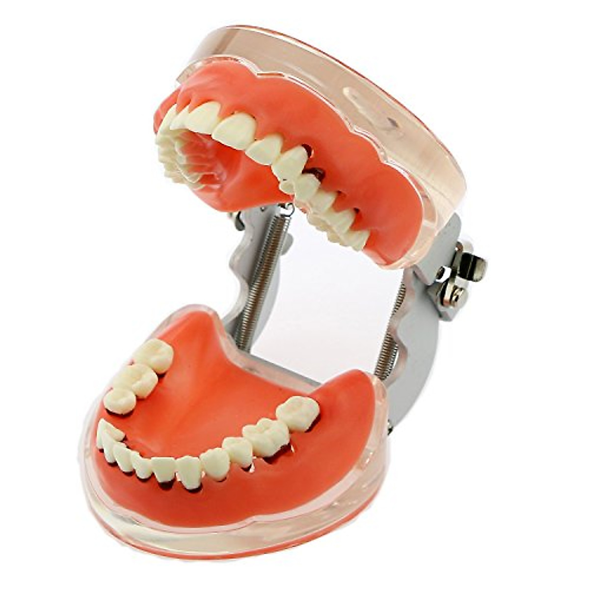 Dental Teeth Typodonts Model for Parodontopathy Periodontal Disease, Removable Gingivae Pathology Teeth Model Used in Teaching,Explain,Studying for Adult(Transparent)