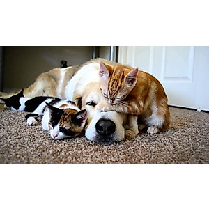 I LOVE MY PETS LLC Dog Hair and Skin Supplements - PET Healthy Hair and Coat - for Dogs and Cats - Premium Formula - Dogs Vitamins for Hair - 2 Bottles (120 Treats)