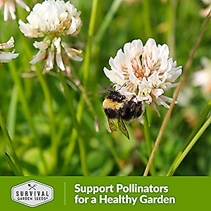 Survival Garden Seeds - Dutch White Clover Seed for Planting - Packet with Instructions to Plant and Grow White Clover as Ground Cover, Erosion Control or Cover Crop - Non-GMO Heirloom Variety
