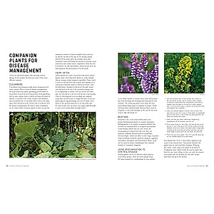Companion Planting for Beginners: Pair Your Plants for a Bountiful, Chemical-Free Vegetable Garden