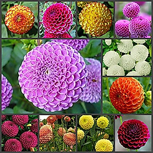 Seeds Dahlia Pompon Mix Flower Annual Beautiful Outdoor Garden Cut for Planting Non GMO