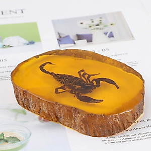 Garneck Amber Fossil Insect,Artificial Amber Insect Specimen Pendant Butterfly Scorpions Insects Amber Stone Ornament for Collection(Scorpion)