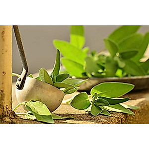 Gaea's Blessing Seeds - Sage Seeds (1.5g) Non-GMO Seeds with Easy to Follow Planting Instructions - Heirloom 88% Germination Rate