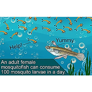 Natures Joy Fish Farm x25 Live Gambusia Mosquito Aquarium Pond Feeder Fish Food Guppy Pets,Gray,1-1.5 Inches