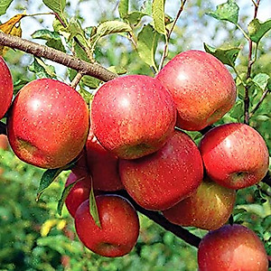 YEGAOL Garden 20Pcs Fuji Apple Seeds Fragrant Showy Fruit & Berries Attract Birds Butterflies & Hummingbirds Fruit Seeds Cottage Garden Plant
