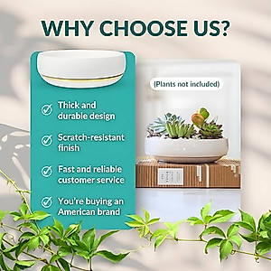 Willowy 6 Inch Succulent Pot with Drainage - Shallow Succulent Planter with Glossy White Finish and Gold Trim - No Plants Included