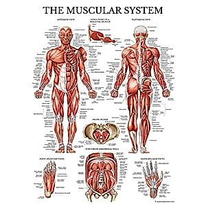 Palace Learning Muscular System & Spinal Nerves Anatomical Poster Set - LAMINATED - 2 Poster Set - Muscle and Spinal Nerves Anatomy Chart Set 18" x 24" (Muscle/Spine)