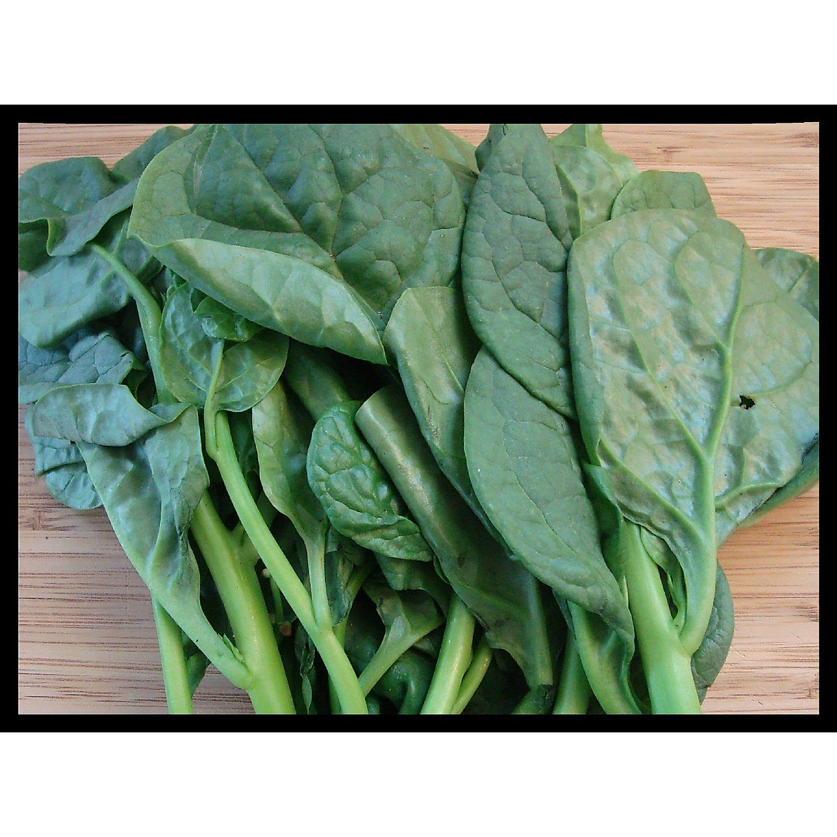 Gaea's Blessing Seeds - Malabar Spinach Seeds - Non-GMO Seeds with Easy to Follow Planting Instructions - Heirloom Big Round Leaf Malabar - 93% Germination Rate