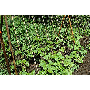 "Kentucky Blue" Pole Bean Seeds for Planting, 30+ Heirloom Seeds Per Packet, Non GMO Seeds, (Isla's Garden Seeds), Botanical Name: Phaseolus vulgaris, Great Home Garden Gift