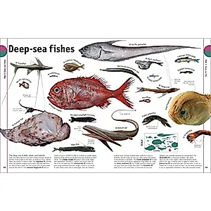 The Animal Book: A Visual Encyclopedia of Life on Earth (DK Our World in Pictures)