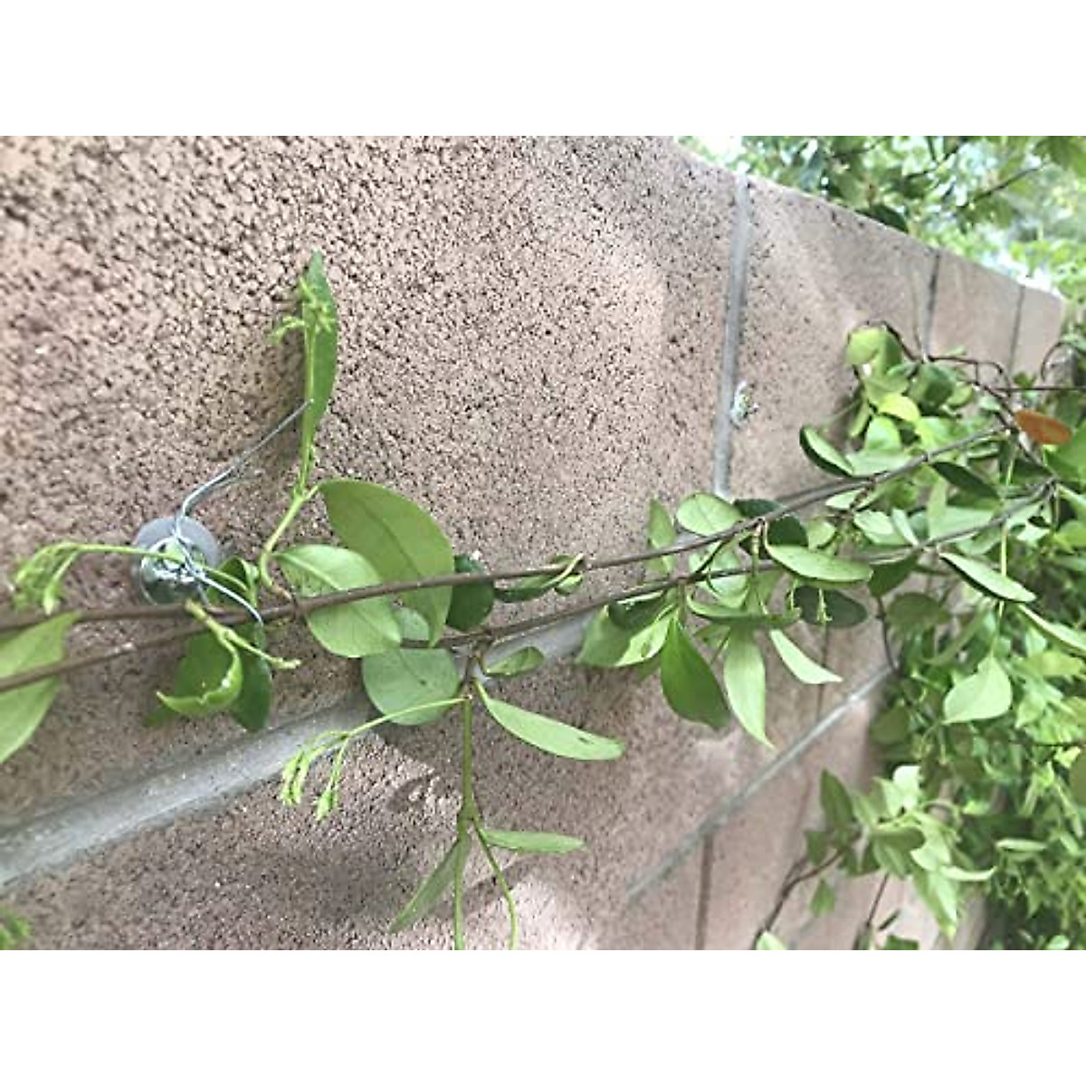 50-Piece Anchors for Trellis, Vine, Wall Climbing Plants, Lighting Strip (50)