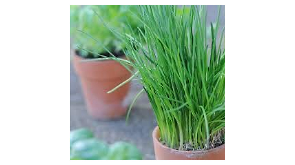 Gaea's Blessing Chives Seeds - Easy-Grow Non-GMO Herb (88% Germination)