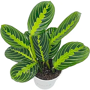 Hopewind Plants Shop- Lemon Lime Prayer Plant, Lemon Lime Maranta, Popular and Attractive houseplant, Gorgeous Live Indoor Plant, Easy to Care and Rare Variety Green Thumbs Up 4 inch Pot