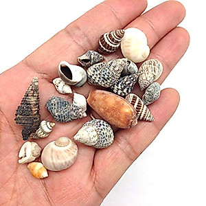 PEPPERLONELY Indian Ocean Small Mix Sea Shells, Small Shells Mixed, 8 OZ Apprx. 300+ PC Shells, 1/4 Inch ~ 1 Inch