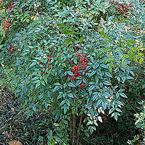 Heavenly Bamboo Seeds - 20 Seeds - Made in USA, Ships from Iowa. Great for Hedge, Privacy