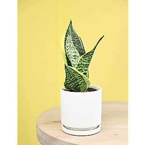 Altman Plants, Live Snake Plant, Sansevieria trifasciata Superba, Fully Rooted Indoor House Plant in Pot, Mother in Law Tongue Sansevieria Plant, Potted Succulent Plant, Houseplant in Potting Soil