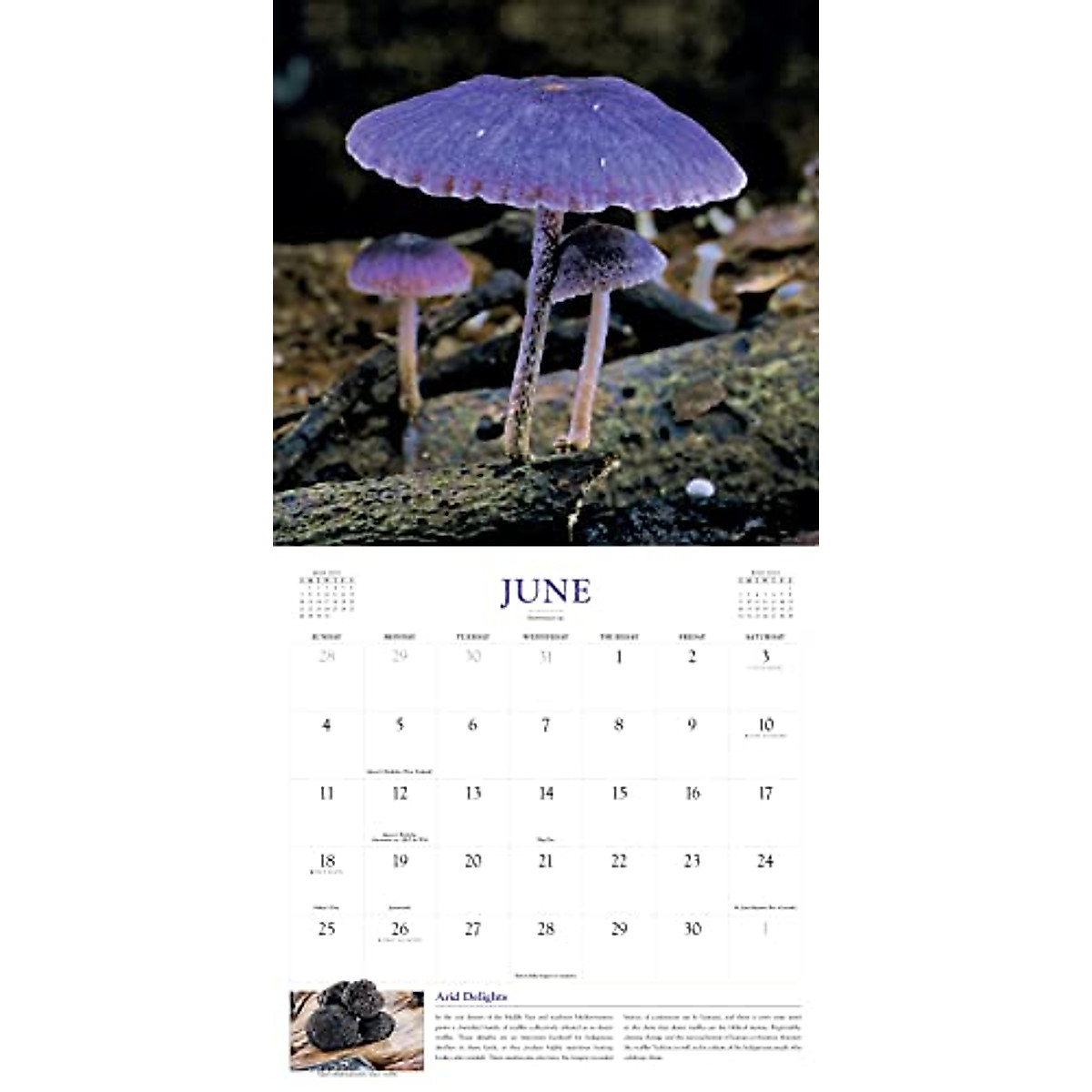 Fantastic Fungi Wall Calendar 2023: For Mycologists, Artists, Foodies, Ecologists, Doctors, and Explorers