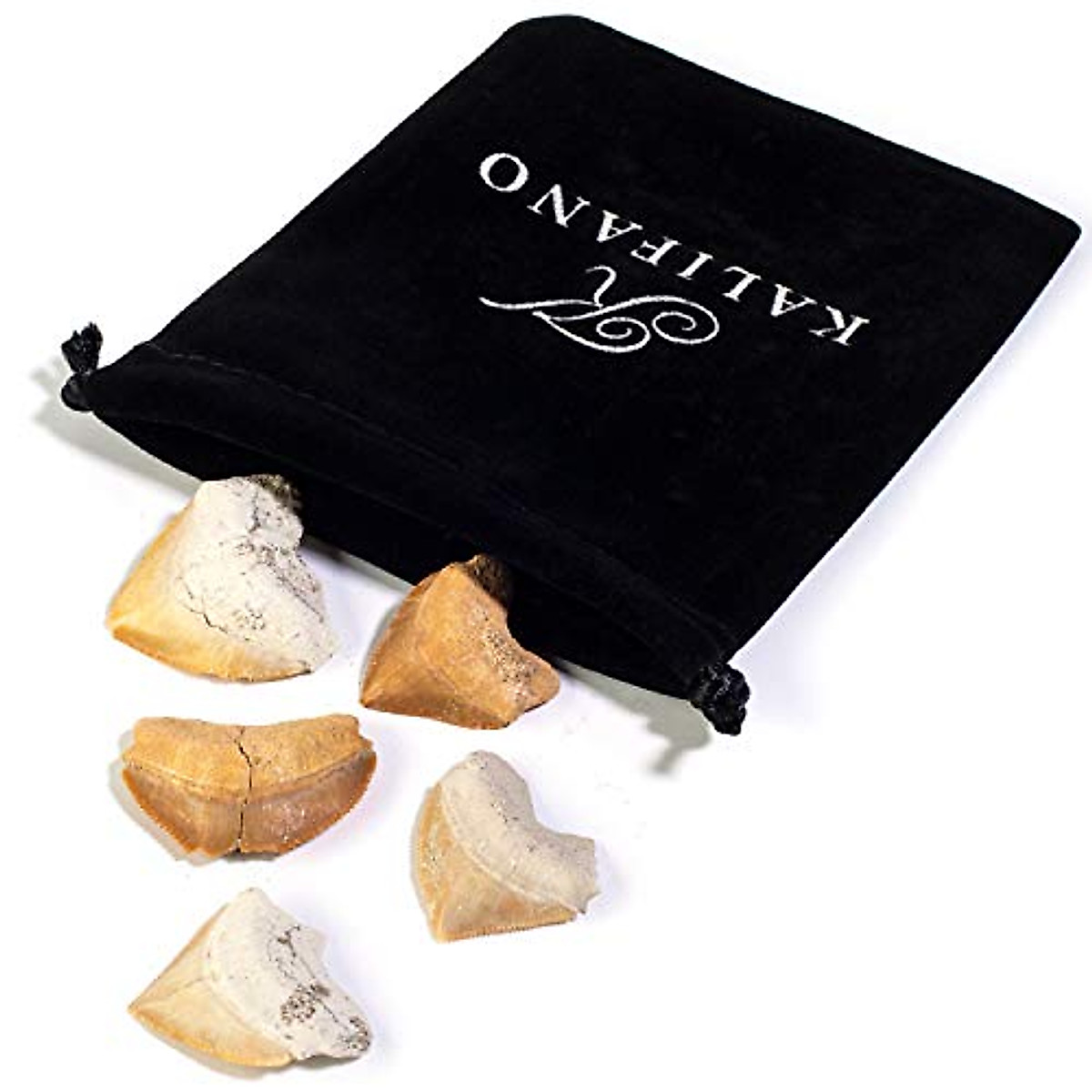 KALIFANO Authentic Fossilized Prehistoric Corax Shark Teeth (5 Pack) from Morocco - Shark Tooth for Fossil Collections and Education Purposes (Information Card Included)