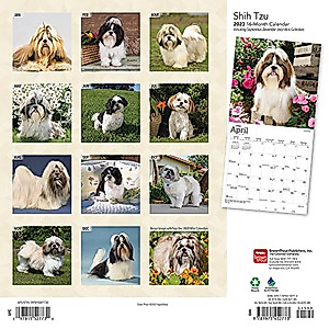 Shih Tzu | 2023 12 x 24 Inch Monthly Square Wall Calendar | Foil Stamped Cover | BrownTrout | Animals Small Dog Breeds DogDays