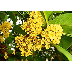 15+ Mixed Osmanthus Flower Seeds Yellow Orange Perennial Tree Shrub Bonsai Fragrant Osmanthus fragrans