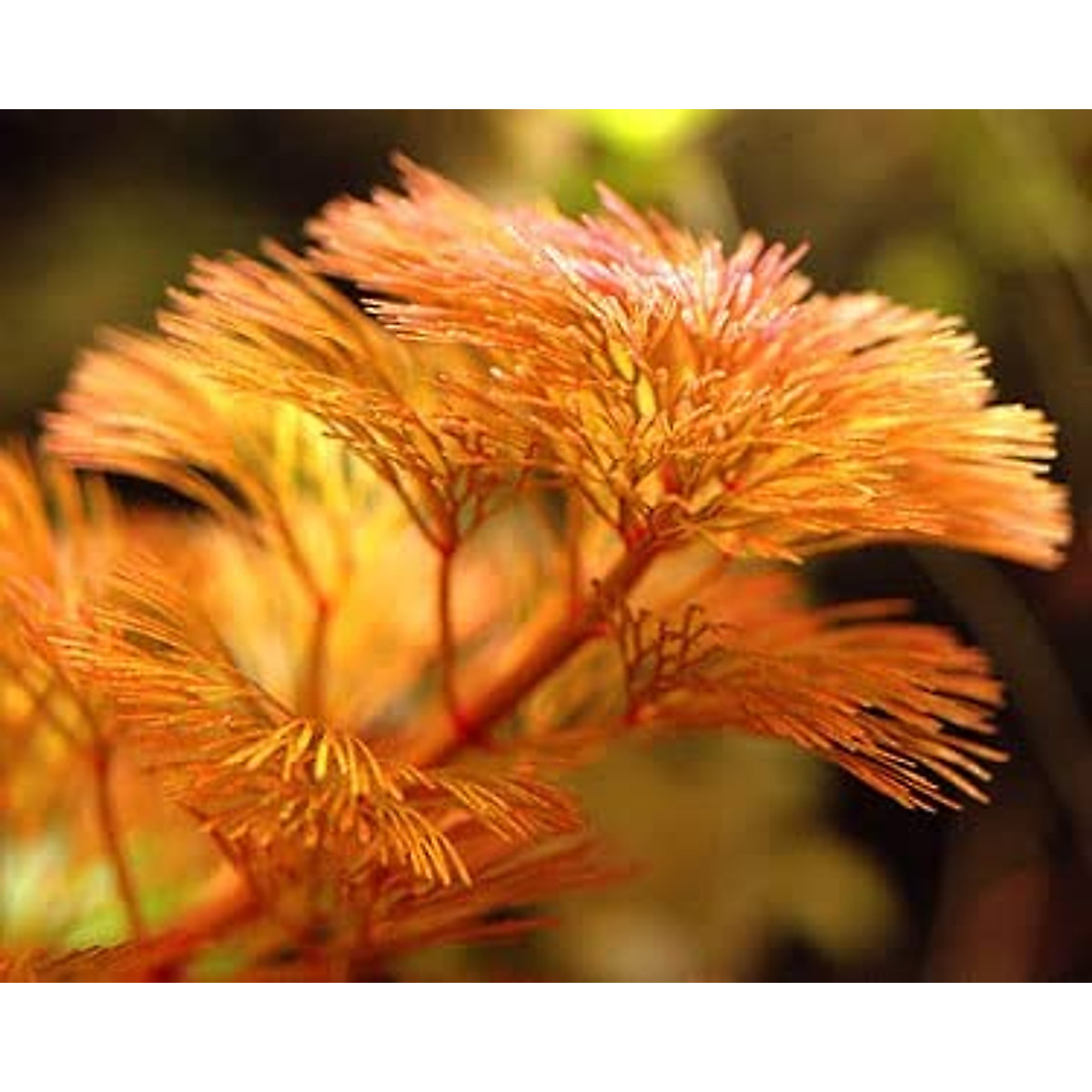 Red Cabomba Aquarium Plants Live for Growing Indoor, 5 Stems, 4 Inches to 6 Inches Tall, Planting Ornaments Perennial Garden Simple to Grow Pots Gifts