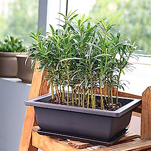 MUZHI 6PCS/Pack Retro Style Basin Plastic Flower Pot 6.5 Inch Flower Bonsai Tree Plant Bowl Nursery Pots Maceta Cuadrada Simulational Purple Sands Pots with Tray Rectangle Small