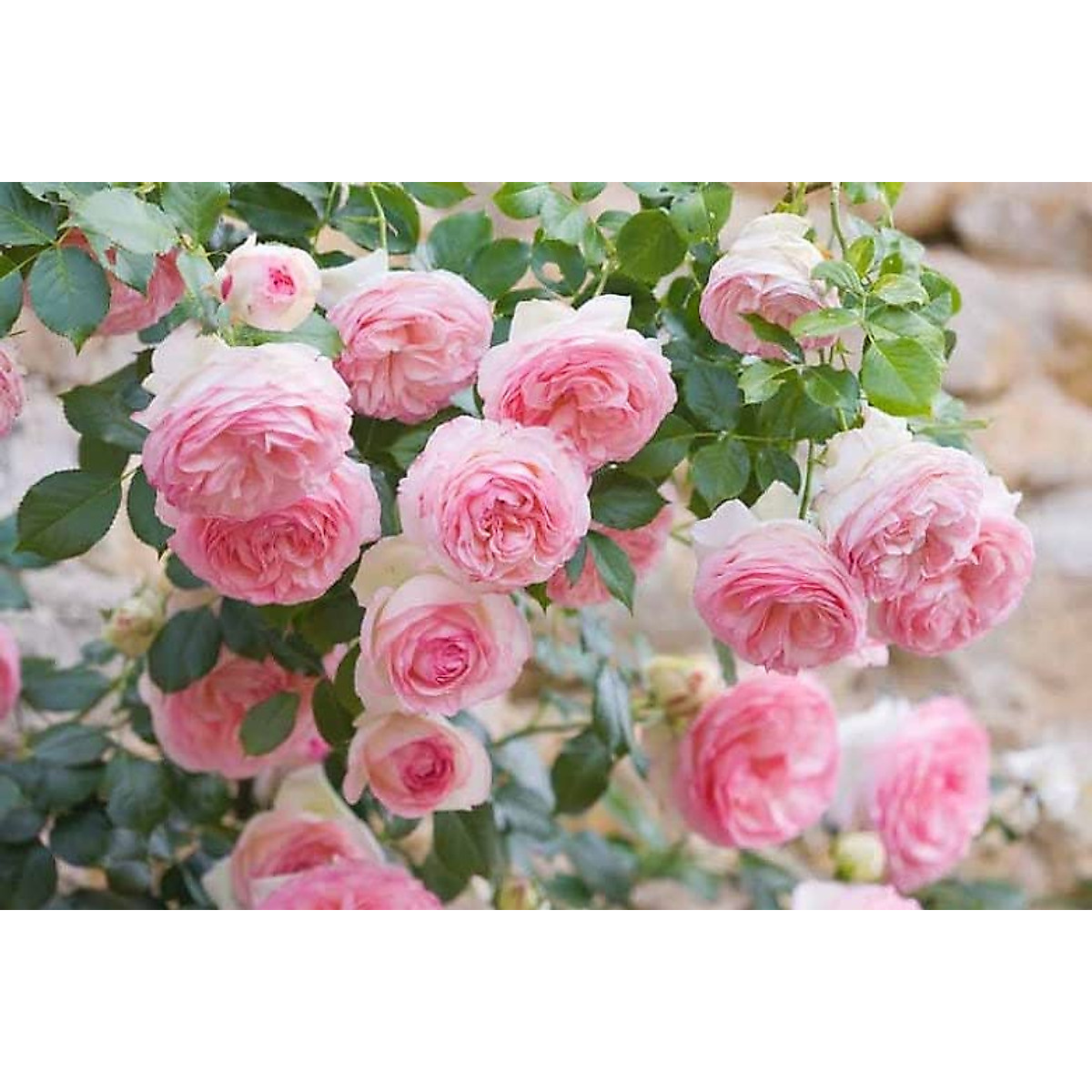 30 Rare Seeds-Pink Climbing Rose Bush Seed Flower#1108-Authentic Seeds-Flowers-Rose Seeds-Herb Seed-Vegetable Seeds-Mix Seeds for Plant-B3G1