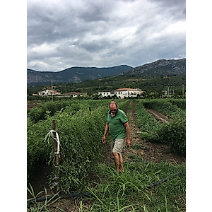 Broccoli Rabe Friarielli Preserved in EVOO - Maida Farm, Campania, Italy
