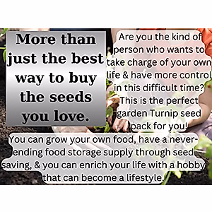 6 Grams 2500 Purple Top White Turnip Seeds for Planting Non-GMO Heirloom Vegetables Variety Seed Packet Instructions to Plant Home Vegetable Garden Great for Summer Fall & Winter Gardens B&KM Farms
