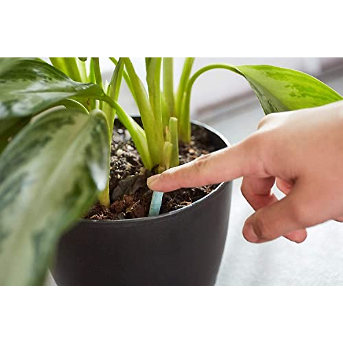 Plant Food Spikes, 6-12-6 Formula, 1.1-oz.