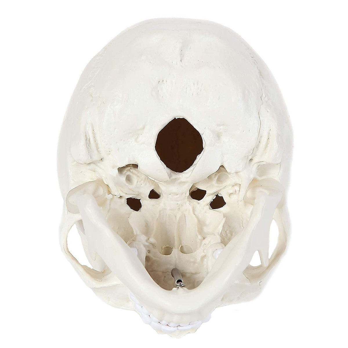 Alikeke Human Skull Anatomical Model, Human Anatomy Head Skeleton Model 4.5x3.5x3.5 in, Includes Full Set of Teeth, Removable Skull Cap and Articulated Mandible