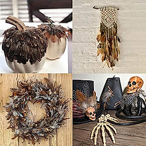 180pcs 9 Styled Natural Feathers Assorted Mixed Feathers for Jewelry and Dream Catcher Crafts