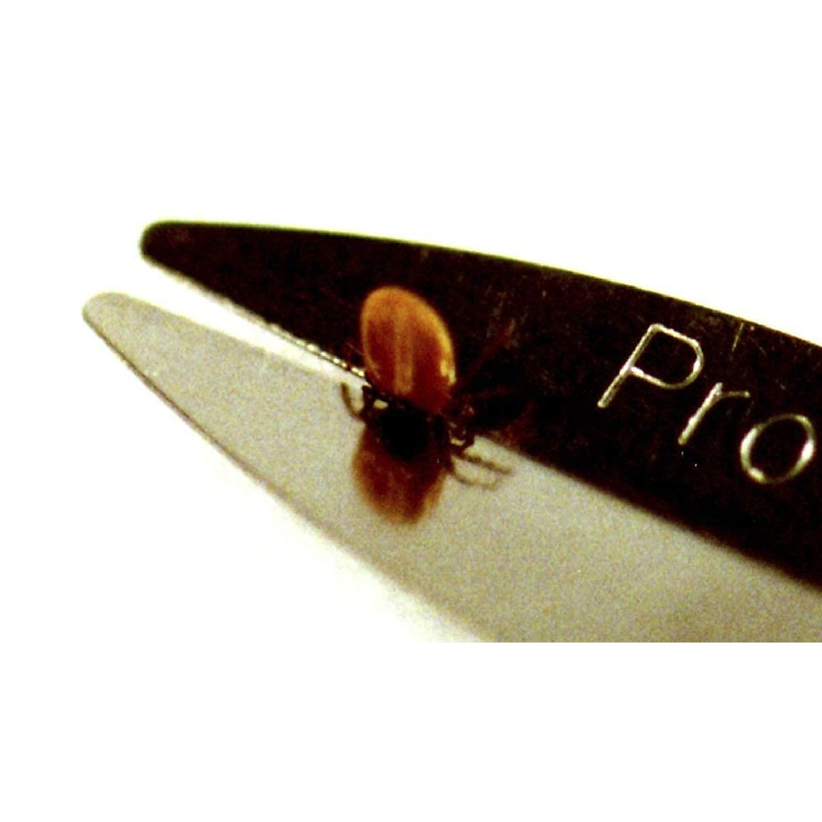 Pro-Tick Remedy 1 Pack Tick Removal Tool for Dogs Cats Horses Humans and Pets - Includes 5X Magnifier Tick ID Card and Tick Remover Pamphlet