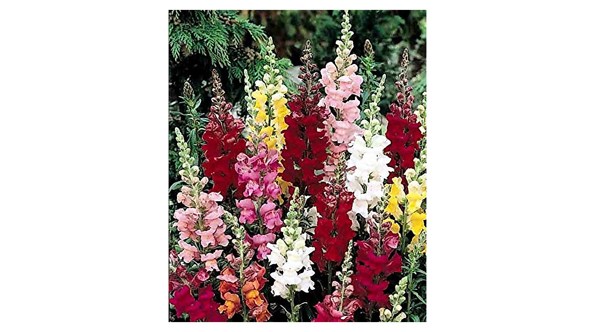 Multicolor Snapdragon Seeds - Grow Beautiful Flowers Easily