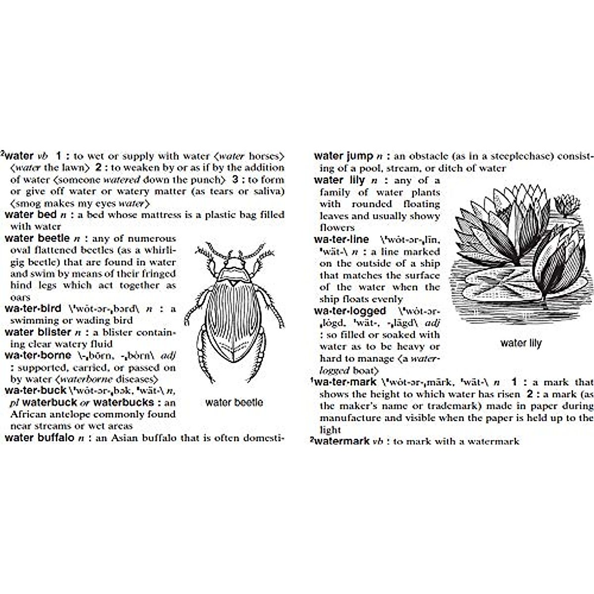 Merriam-Webster's Intermediate Dictionary, Newest Edition, (The Authoritative Middle School Dictionary)