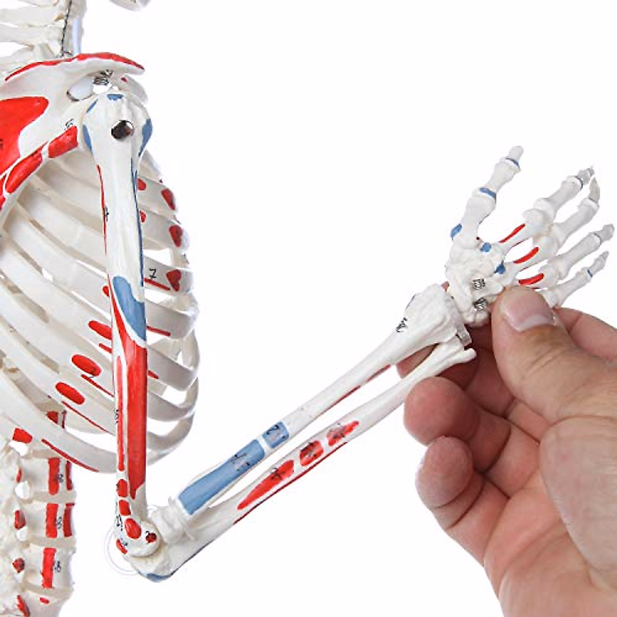 Axis Scientific Mini Human Skeleton Model with Metal Stand, 31" Tall, Painted and Numbered Muscle Insertion and Origin Points, Product Manual for Study and Reference, Easy to Assemble